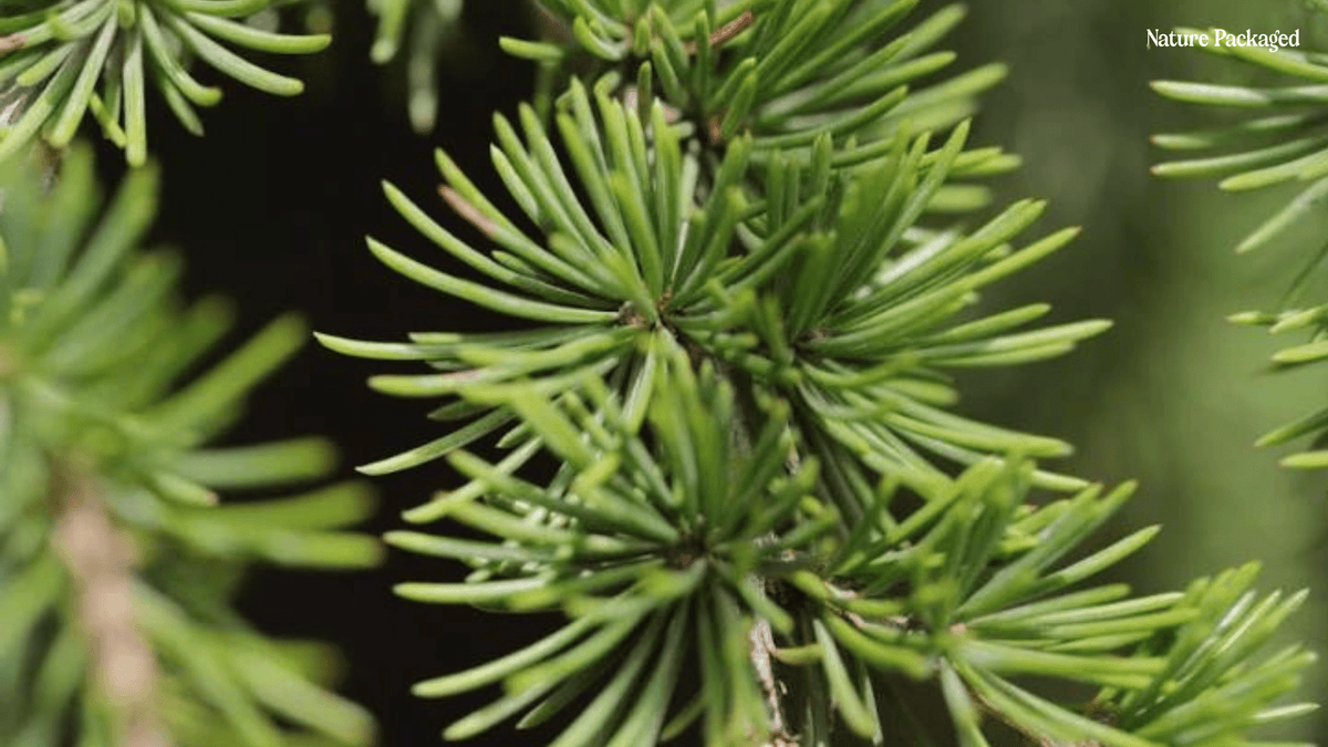 Atlas Cedarwood Essential Oil from Malagassi Farm – Nature Packaged